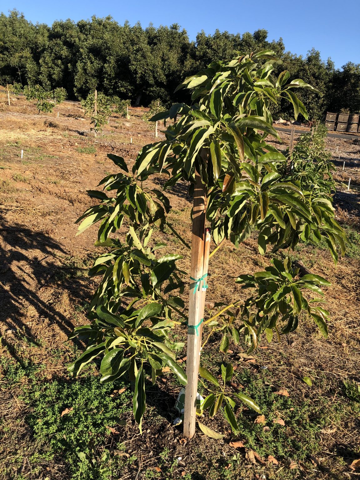 Want to take an avocado farm tour? Sit down and enjoy the ride ...
