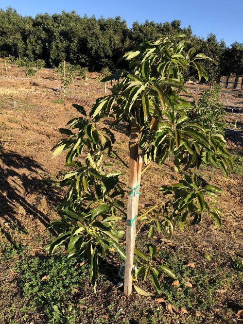 Want to take an avocado farm tour? Sit down and enjoy the ride ...