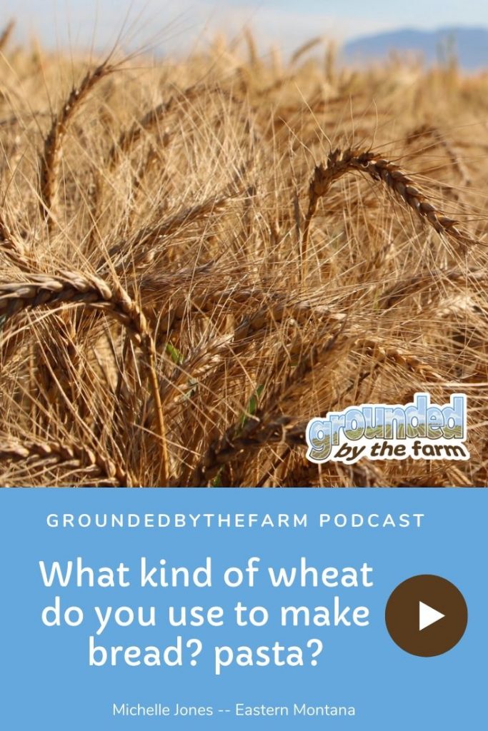 What kind of wheat do you use to make bread? to make pasta? - Grounded ...