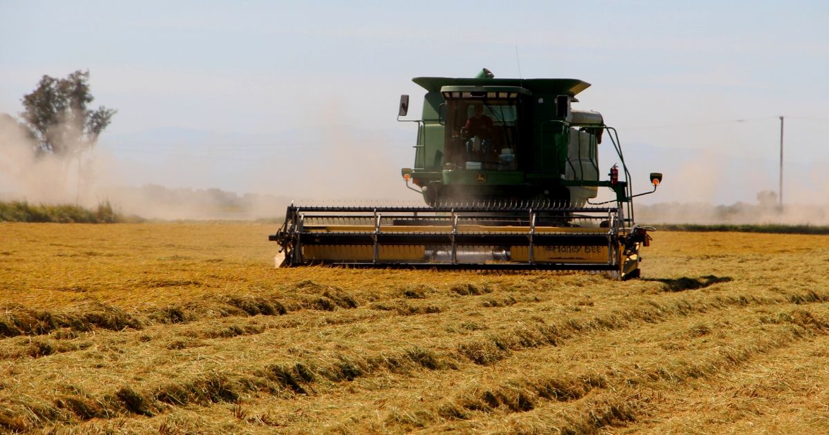 A Rice Farmer Who Loves Farming, Food & YouTube -- Meet Matthew Sligar