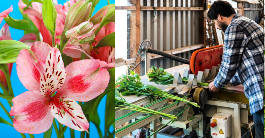 Growing Local Flowers in England -- Grounded by the Farm