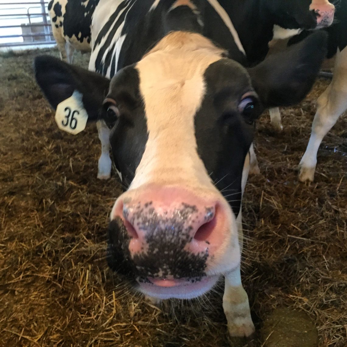 Biosecurity or Zoonoses: What it Means to Keeping Livestock & People ...