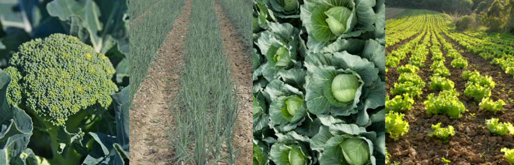 Cool Weather Crops Means Fall Farming - Grounded by the Farm