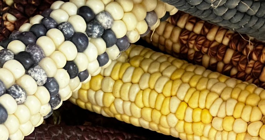 Revitalizing Native Foods & Farming at Ramona Farms